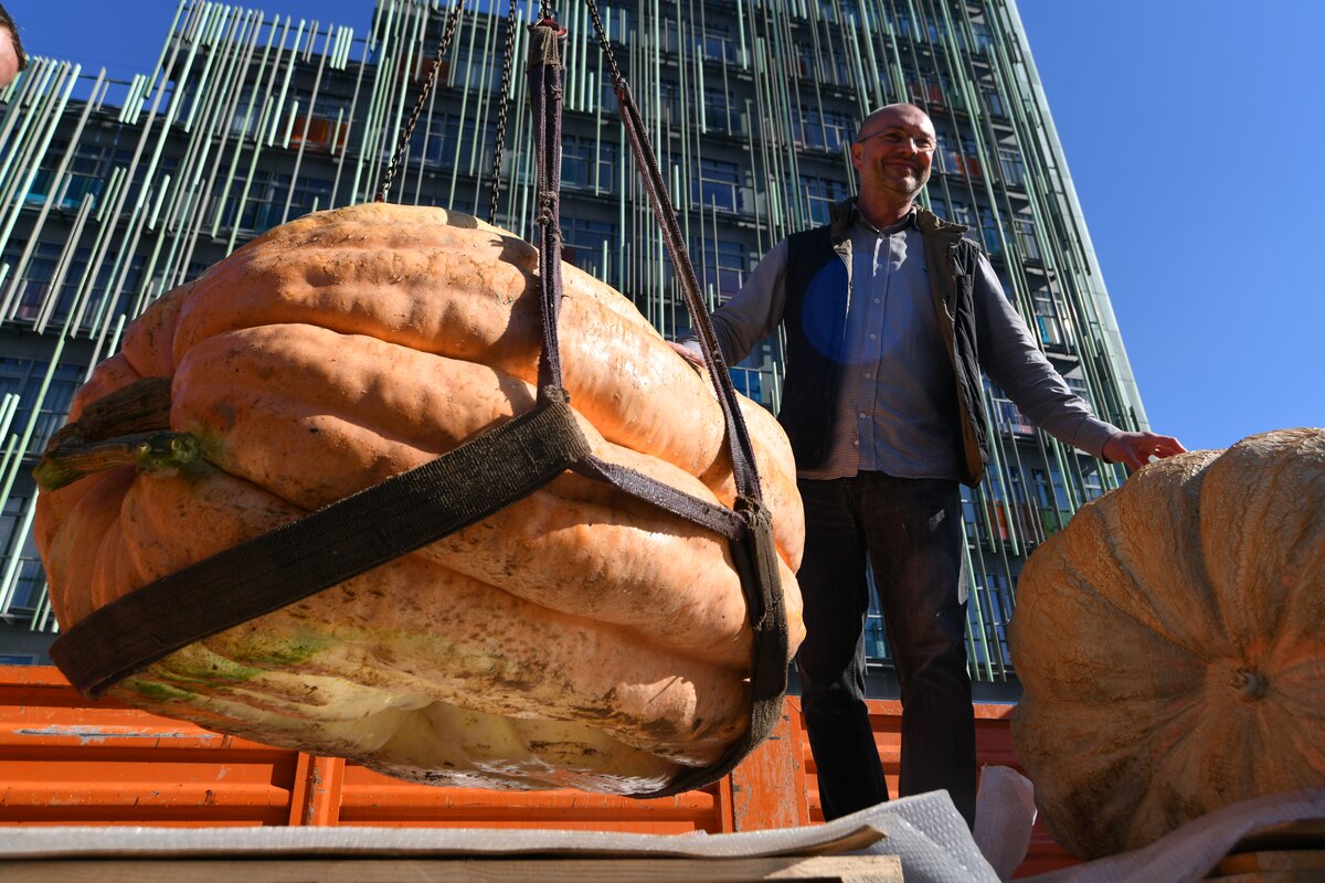 Самая Большая Тыква В Мире Фото – Telegraph